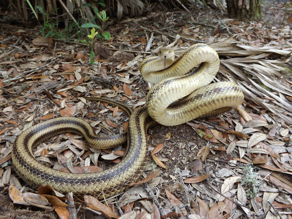 Yellow Rat Snake | Project Noah