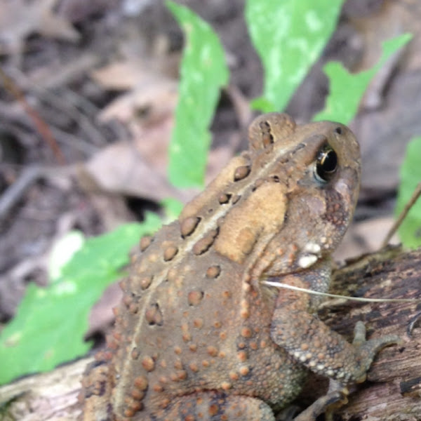 American Toad | Project Noah