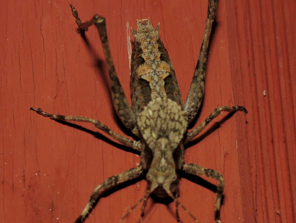 Shieldback Katydid | Project Noah