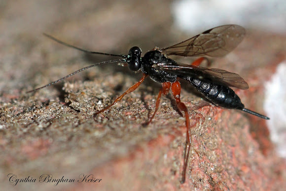 Ichneumon Wasp | Project Noah
