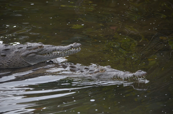 Crocodile courtship | Project Noah
