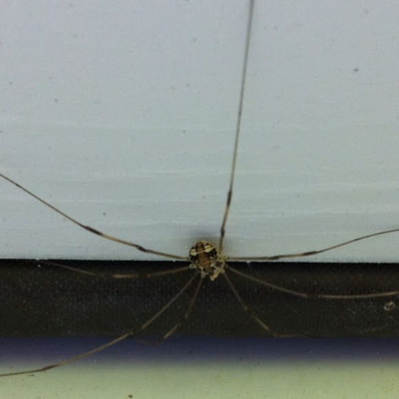 Granddaddy Long-legs Spider | Project Noah