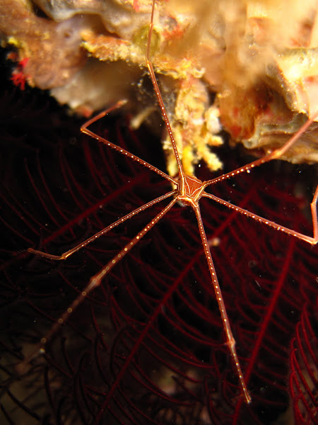 Spider Squat Lobster | Project Noah