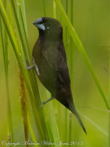 Dusky Munia | Project Noah