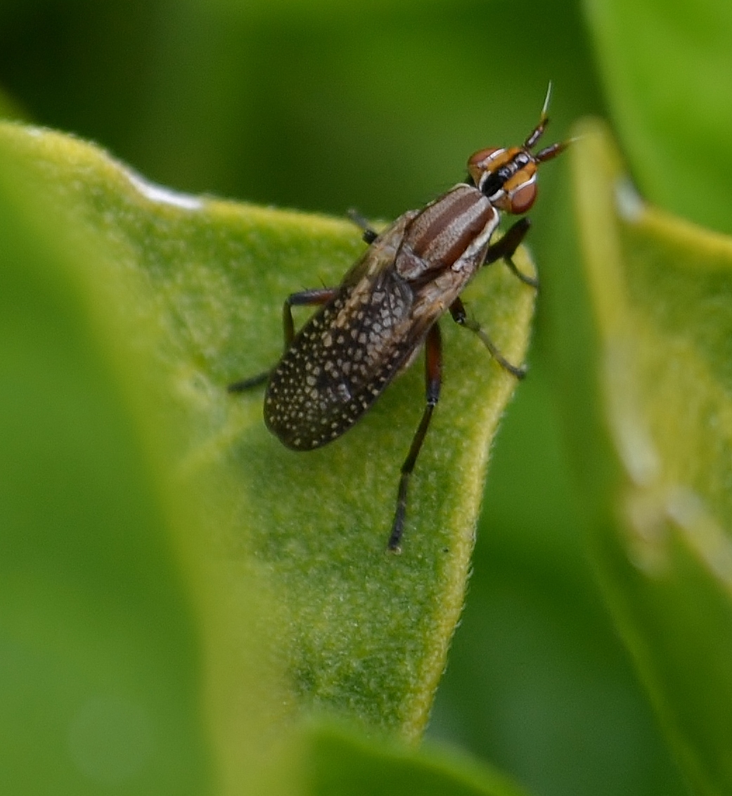 Banana Fly | Project Noah