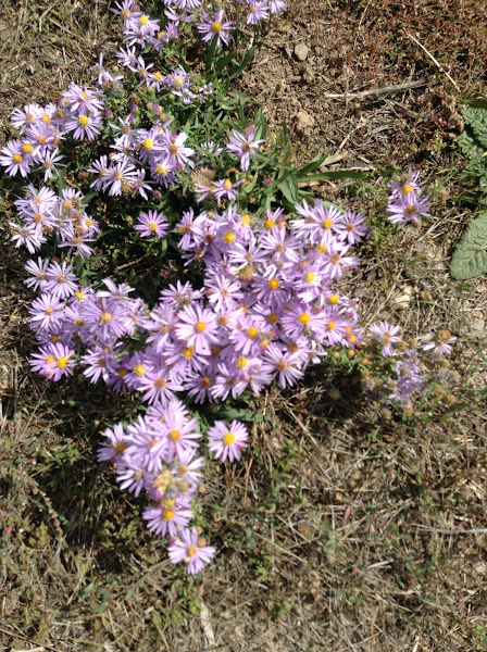 Common Aster | Project Noah