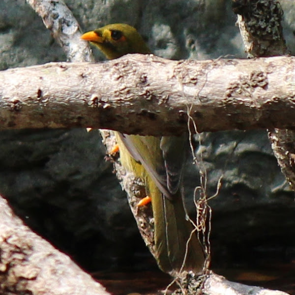 Bell Miner (Bellbird) | Project Noah