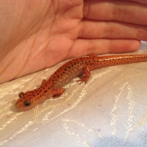 Cave Salamander | Project Noah