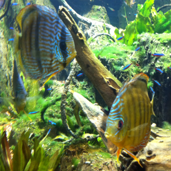 Heckel Discus | Project Noah