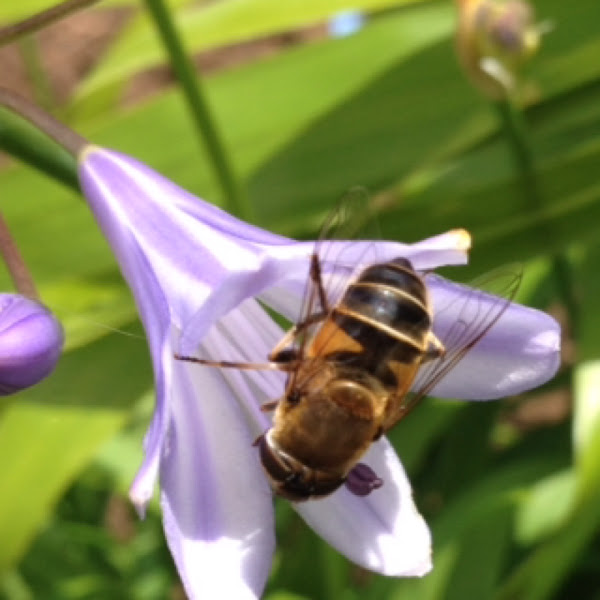 Drone fly | Project Noah