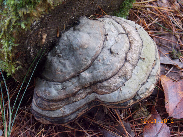 Red-belted Polypore | Project Noah