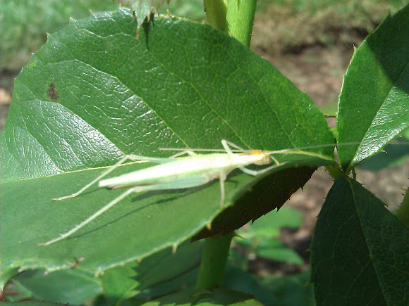 Snowy Tree Cricket | Project Noah
