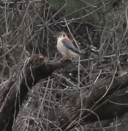 American Kestrel | Project Noah