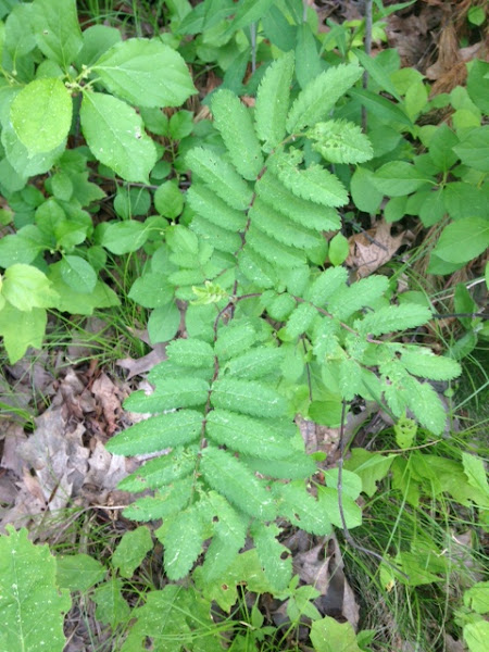 American Mountain Ash | Project Noah