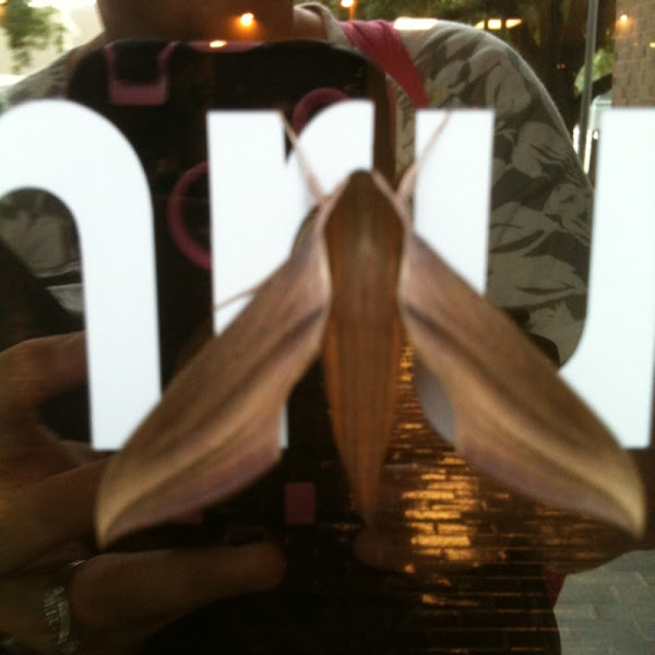 Tersa Sphinx Moth | Project Noah