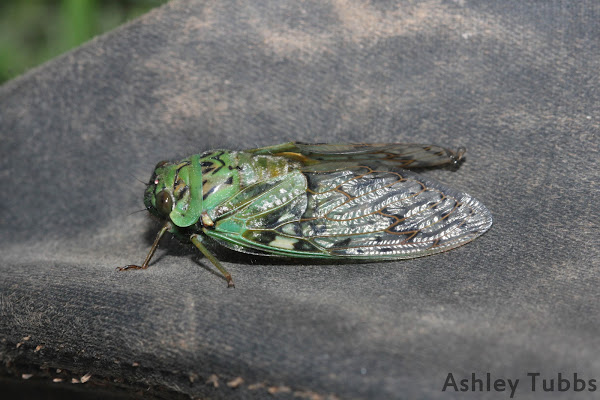 Giant Forest Cicada | Project Noah
