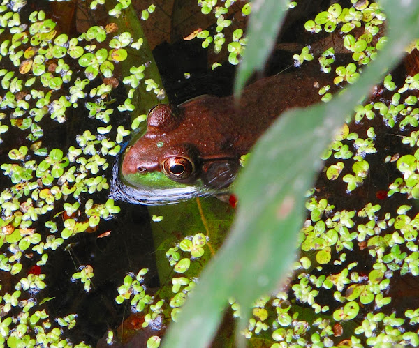 Northern Green Frog | Project Noah