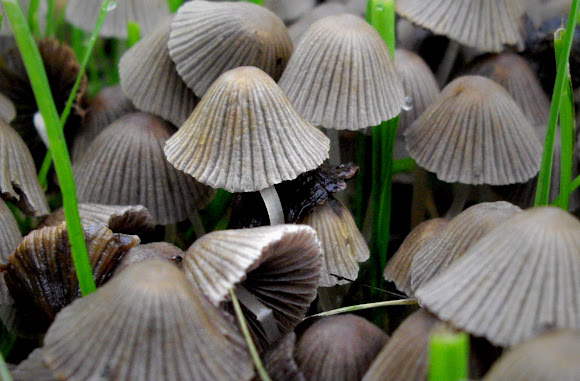 Fairy Inkcap | Project Noah