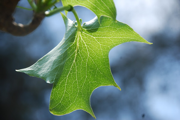 Senecio praecox | Project Noah