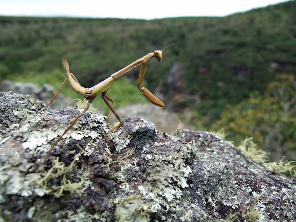 Archimantis latistyla | Project Noah