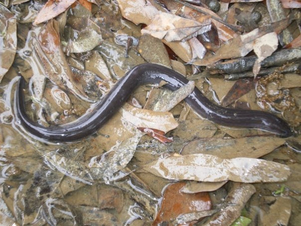 Three-toed Amphiuma | Project Noah