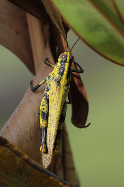 grasshopper | Project Noah