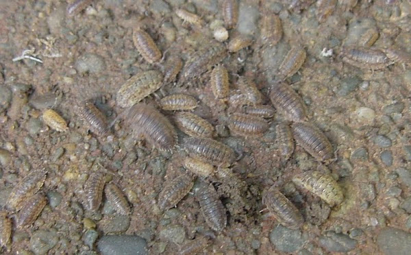 Garden Slater or Porcellio scaber | Project Noah