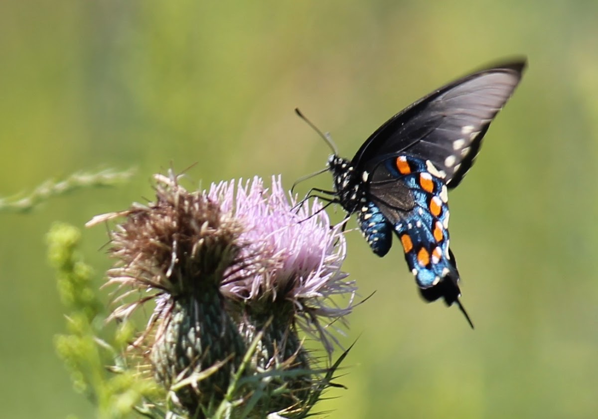 pipevine swallowtail | Project Noah