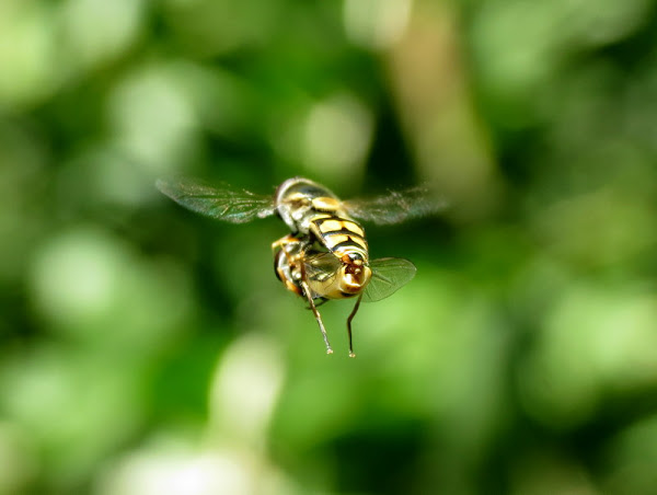 Hover Flies (mating) | Project Noah