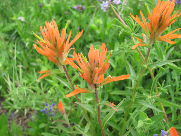 Common Red Paintbrush | Project Noah