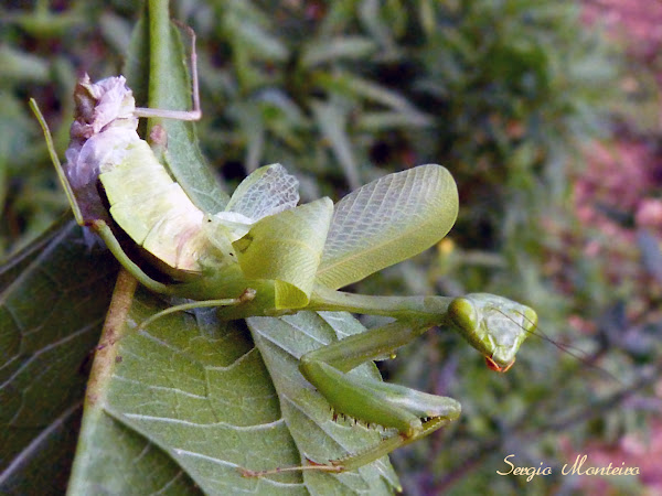 Louva-Deus, mudando (Praying mantis, molting) | Project Noah