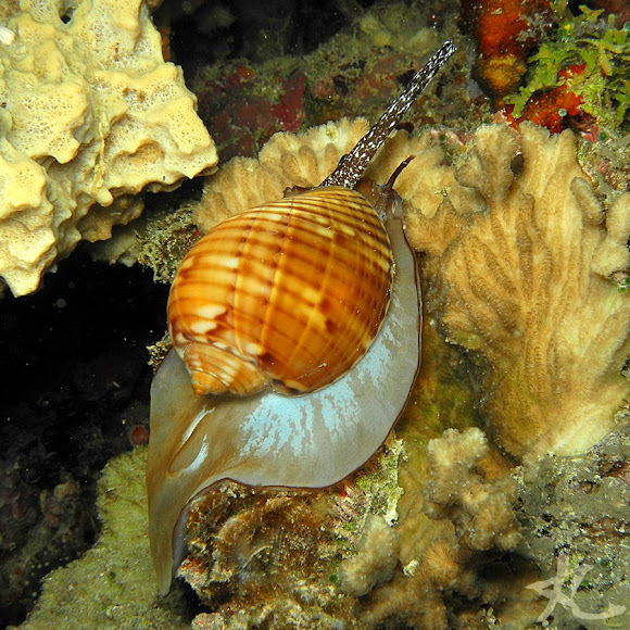 Giant Tun | Project Noah