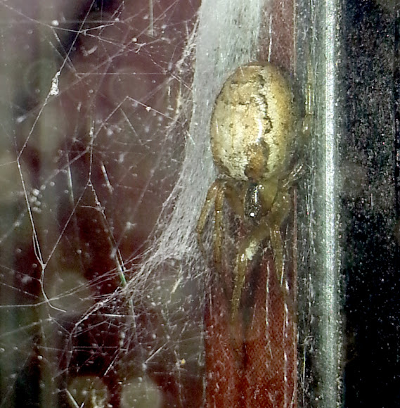 Silver- sided sector spider | Project Noah