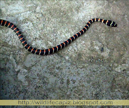 Philippine Snakes Species