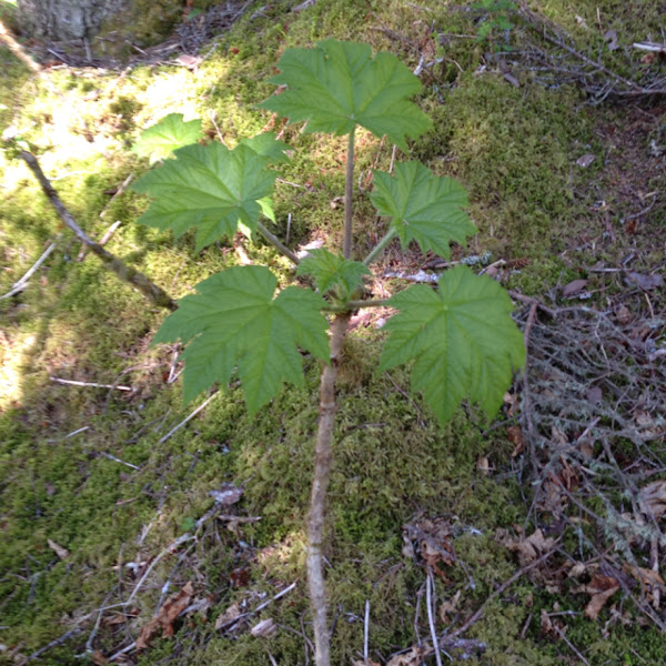 Devil's club | Project Noah