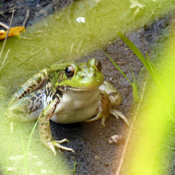 Mink Frog | Project Noah