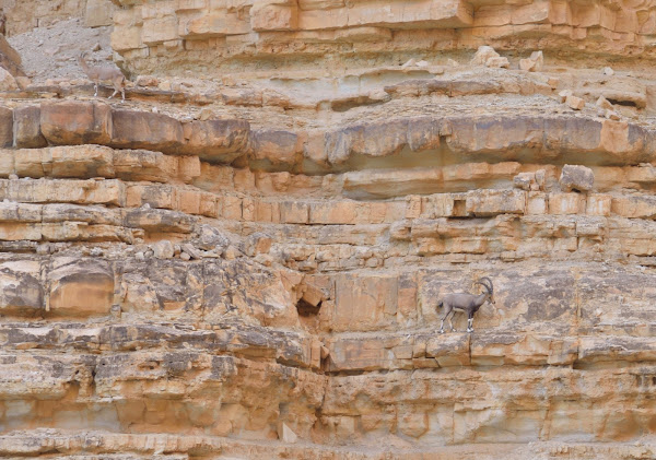 Nubian Ibex | Project Noah