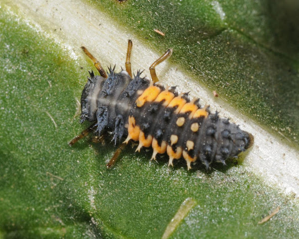 Multi-colored Asian lady beetle (larva) | Project Noah