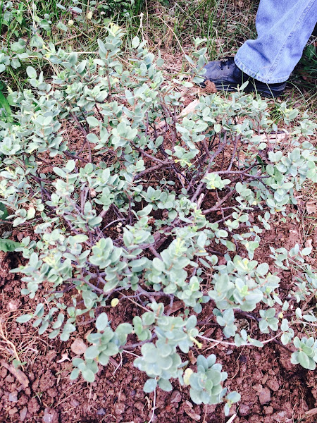 'Akia, Kauhi | Project Noah