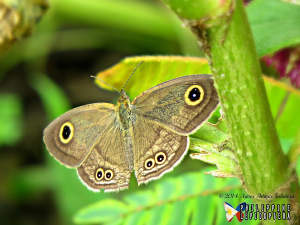 Common Five-ring | Project Noah