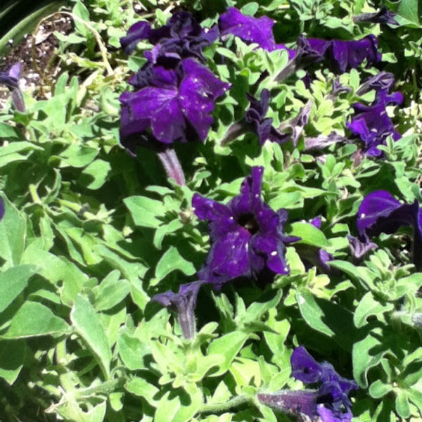 Petunias | Project Noah