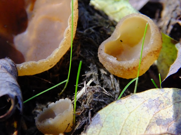 cup fungus | Project Noah