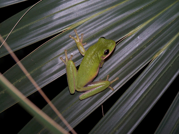 Green Treefrog | Project Noah