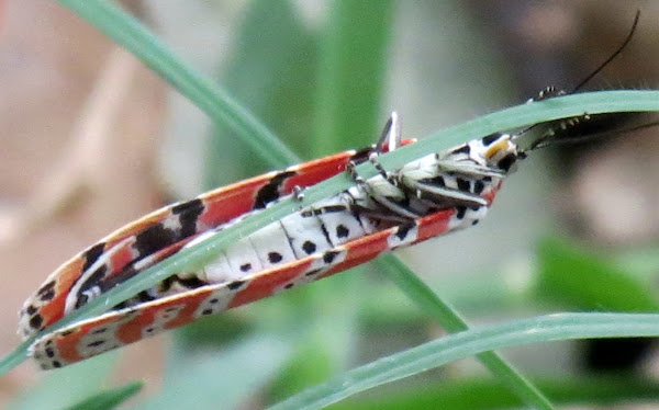 Bella moth | Project Noah