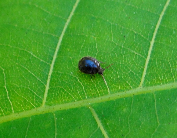 Small black beetle? | Project Noah