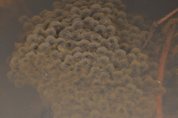 Northern crawfish frog | Project Noah