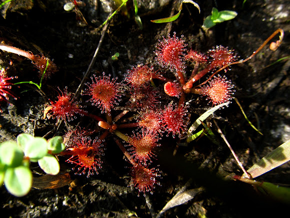 Pink Sundew | Project Noah