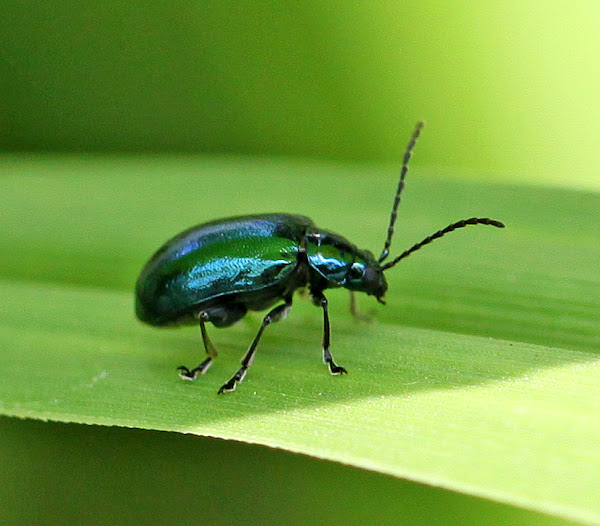 Flea Beetle | Project Noah