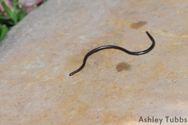 Peter's Thread Snake | Project Noah