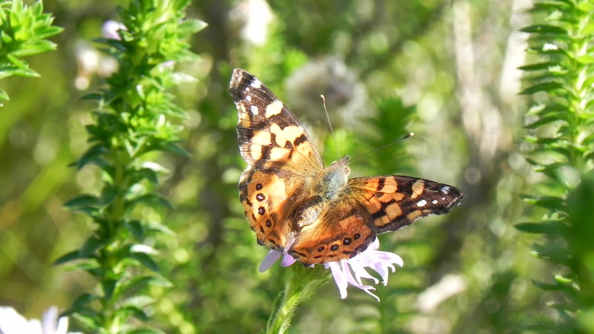 Mariposa Vanessa | Project Noah